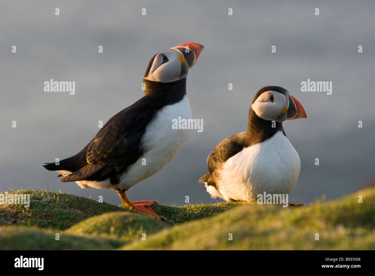 Puffins, Fair Isle, Shetland Stock Photo - Alamy