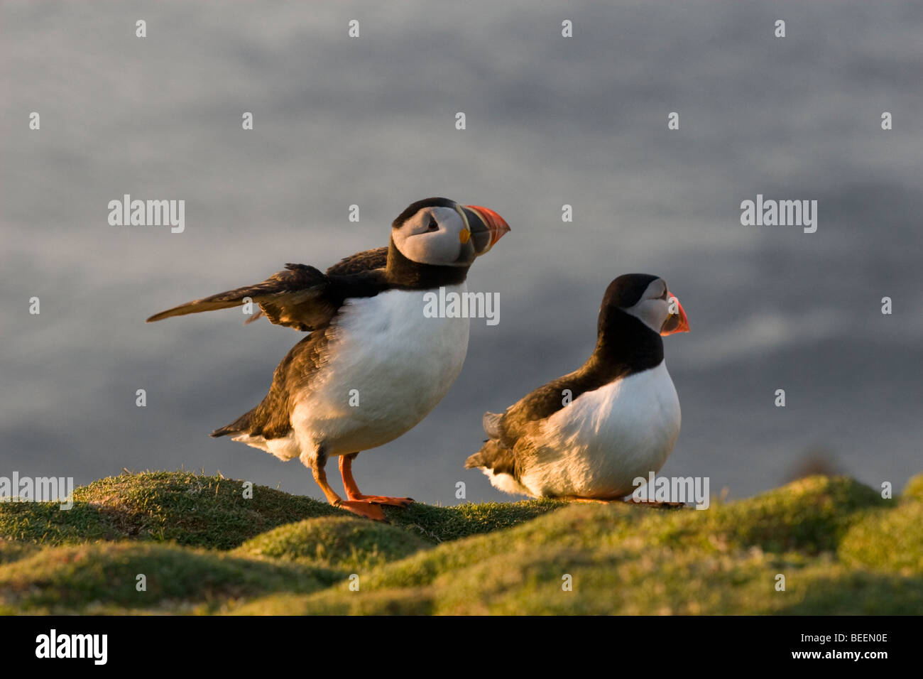 Puffins, Fair Isle, Shetland Stock Photo - Alamy