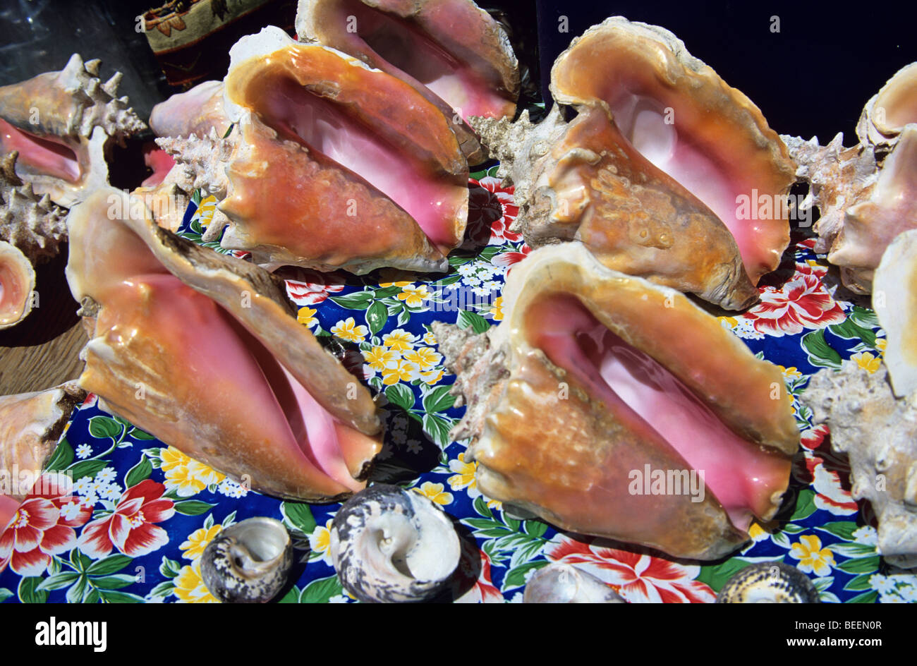 St lucia conch shells hi-res stock photography and images - Alamy