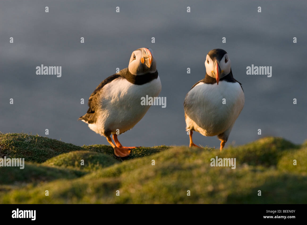Puffins, Fair Isle, Shetland Stock Photo - Alamy