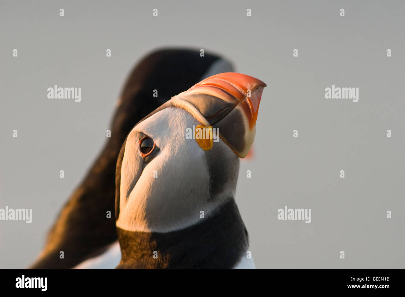 Puffin display hi-res stock photography and images - Alamy