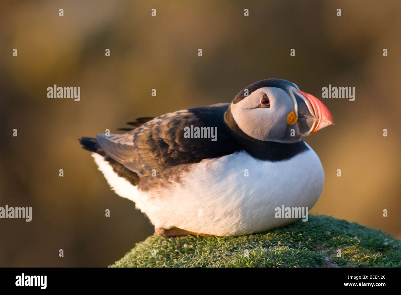 Puffin, Fair Isle, Shetland Stock Photo - Alamy