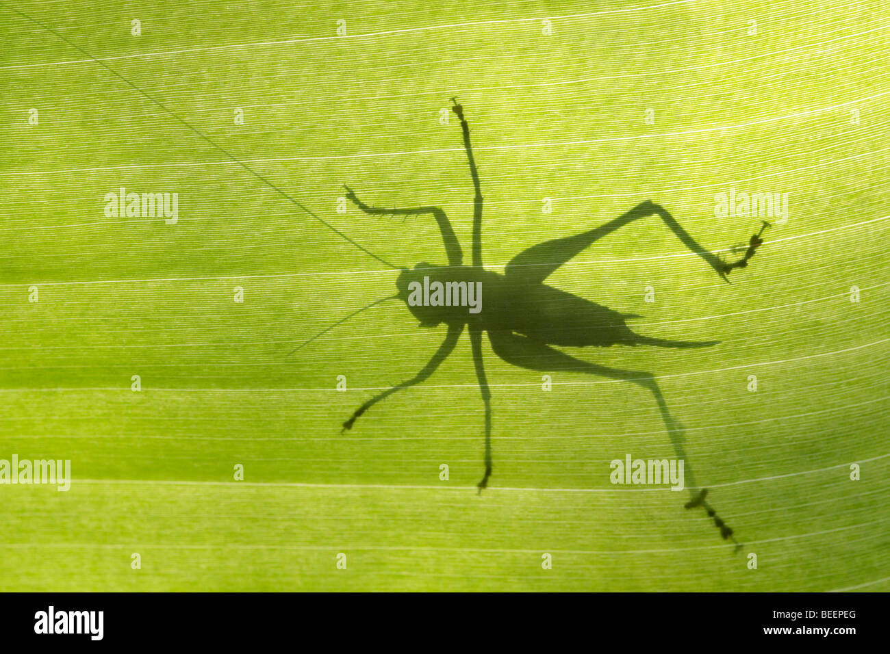 Shadow silhouette of Bush Cricket seen through banana leaf Stock Photo ...