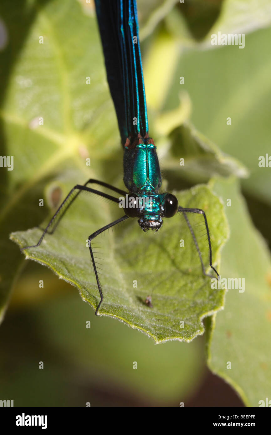 Male Beautiful Demoiselle damsel fly Stock Photo - Alamy