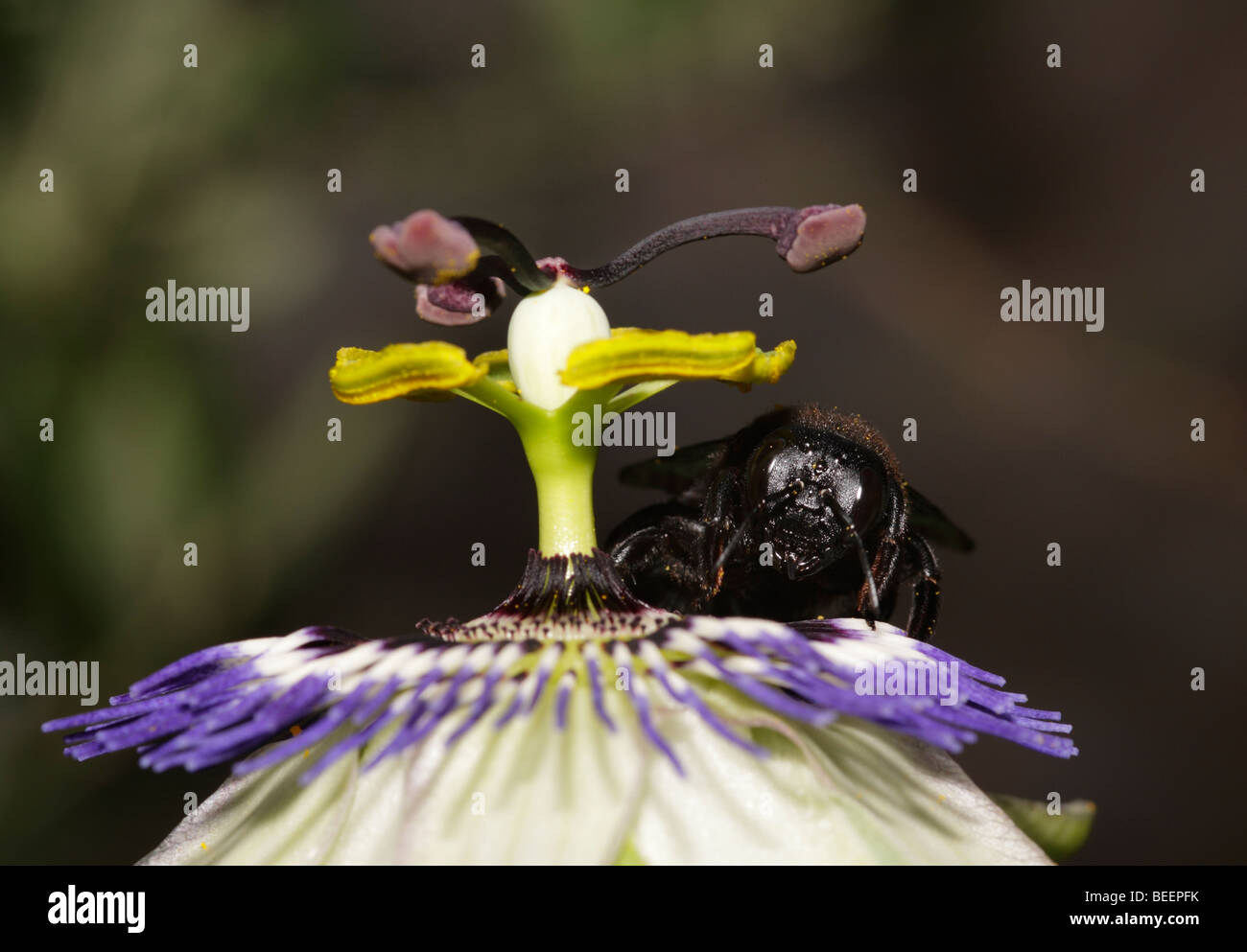 Mediterranean insects hi-res stock photography and images - Alamy