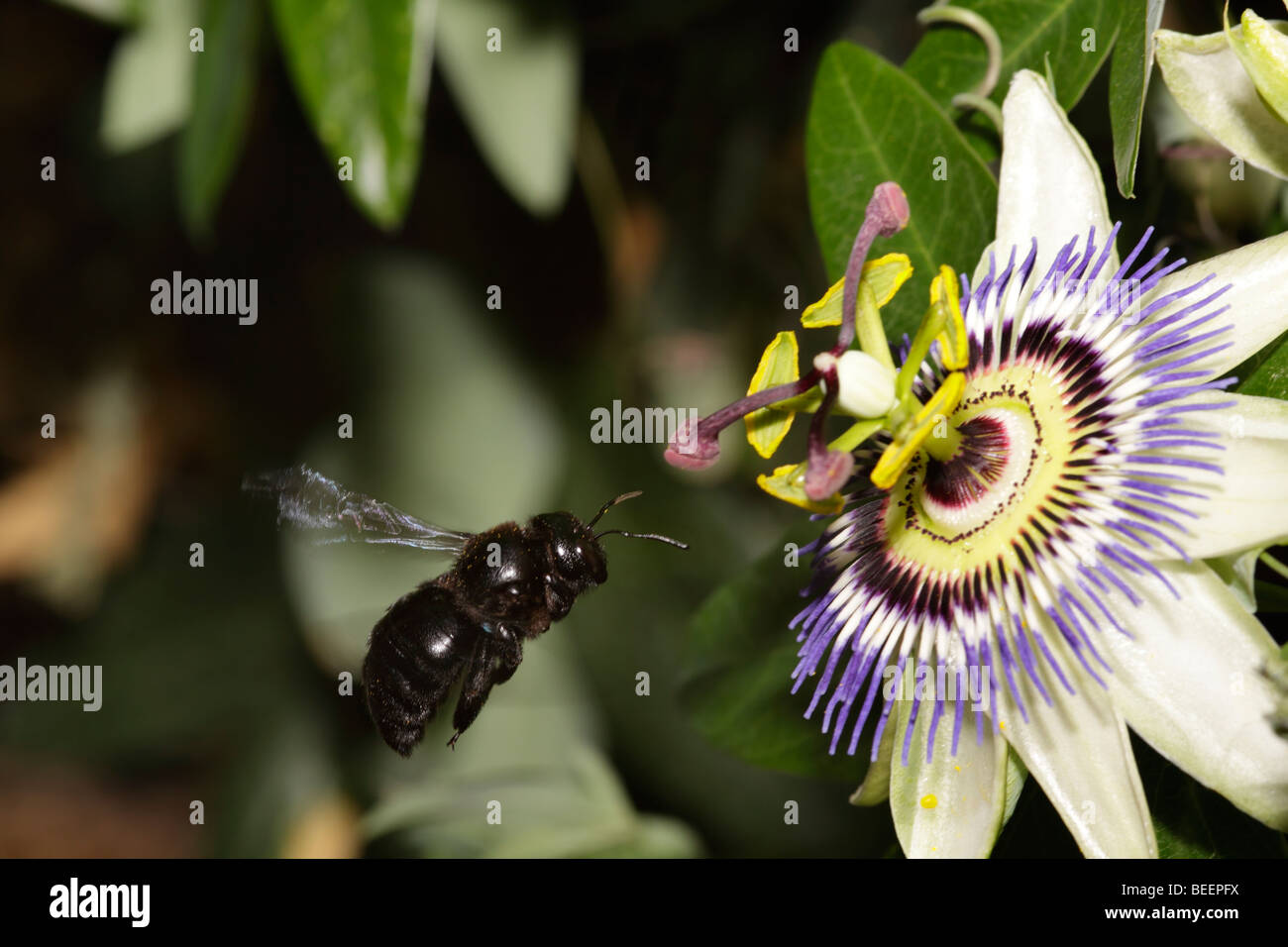 Mediterranean insects hi-res stock photography and images - Alamy
