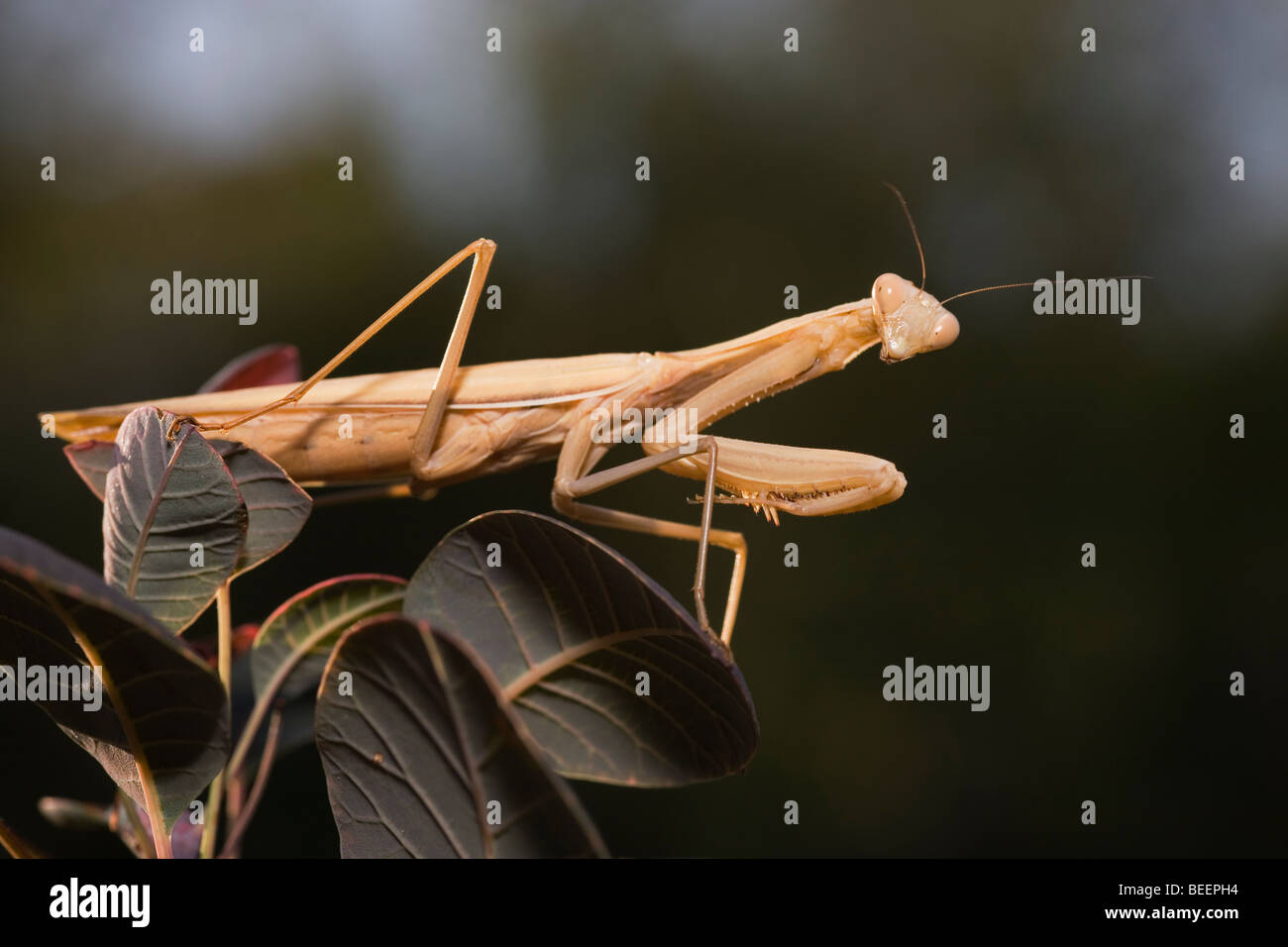 Greek praying mantis hi-res stock photography and images - Alamy