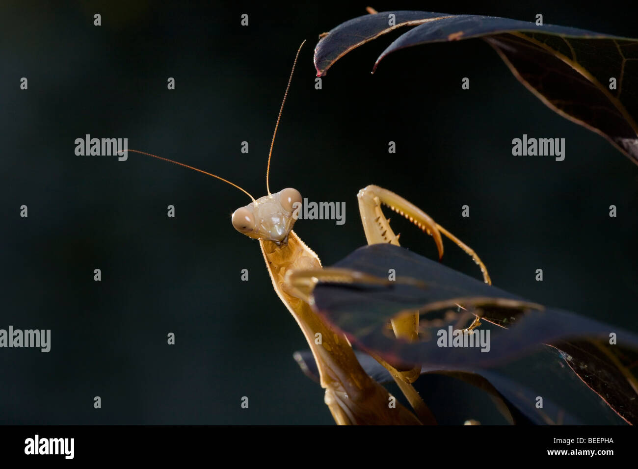 Portrait of a Praying Mantis Stock Photo - Alamy