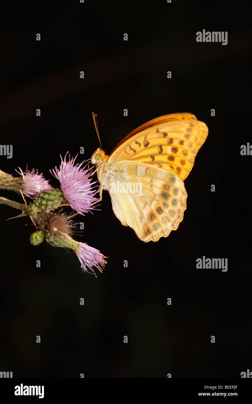 Silver-Washed Fritillary Butterfly Stock Photo - Alamy