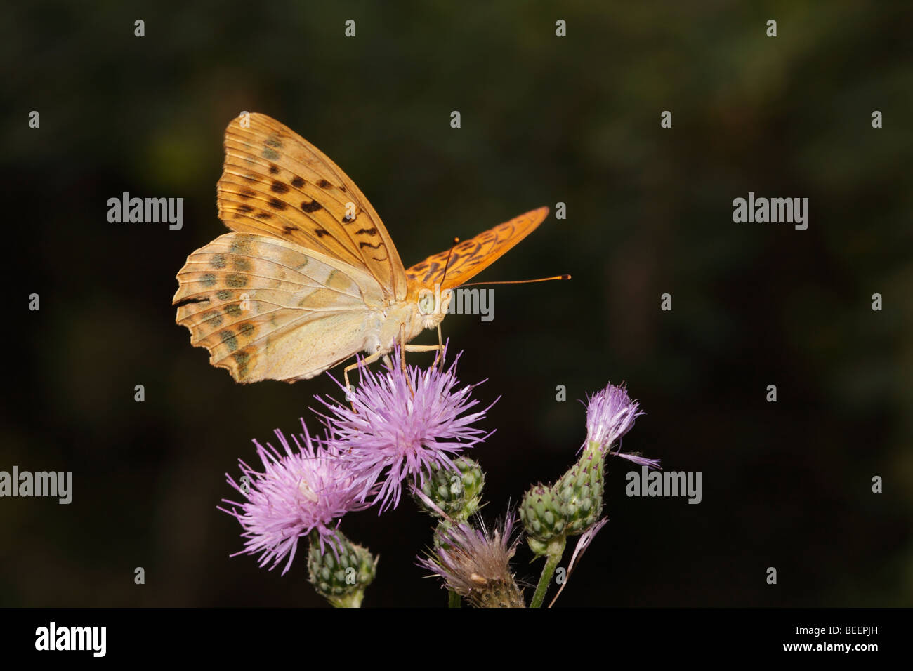 Golden thistle card hi-res stock photography and images - Alamy