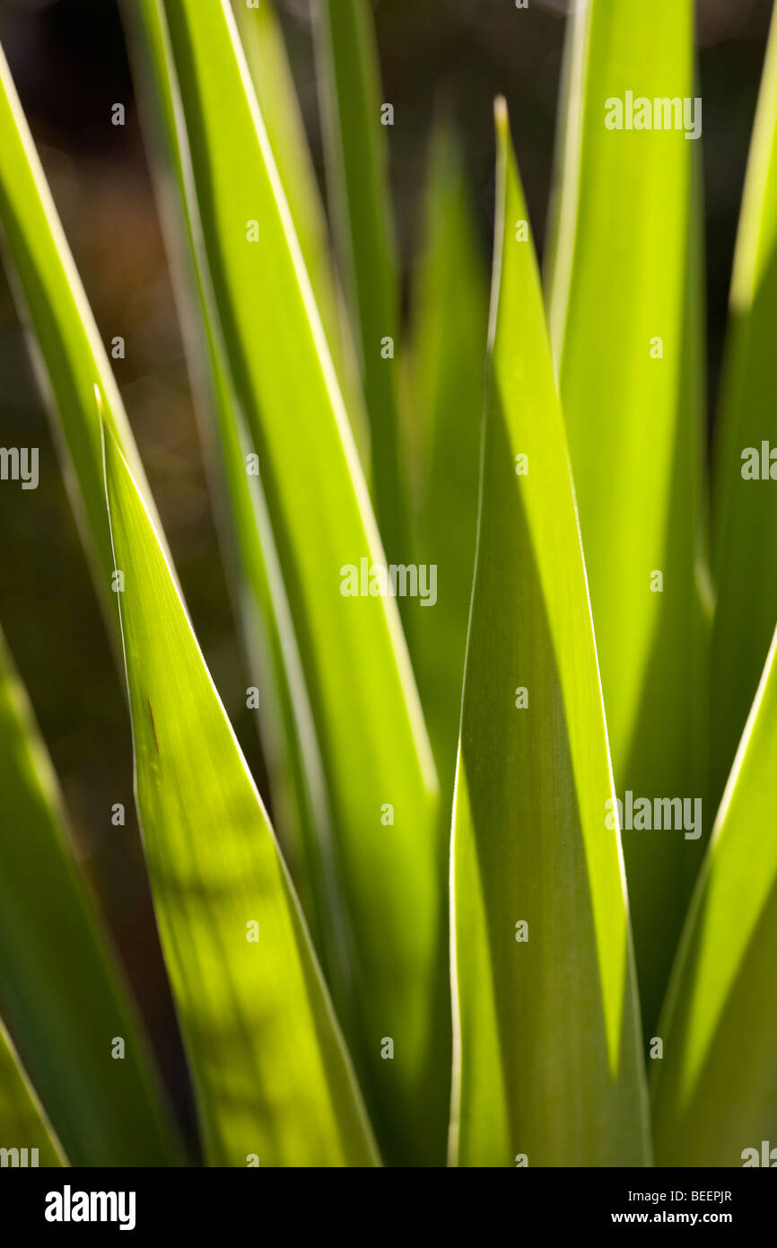 Yukka hi-res stock photography and images - Alamy