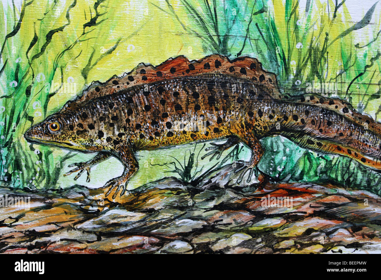 Painting Of A Great Crested Newt Taken At Martin Mere WWT, Lancashire ...