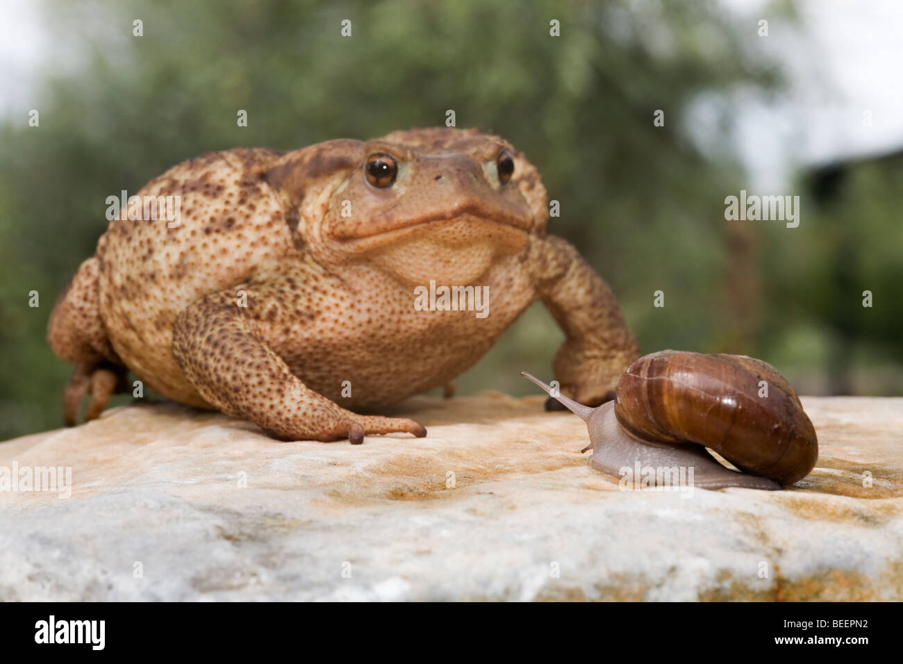 Wildlife humour hi-res stock photography and images - Alamy