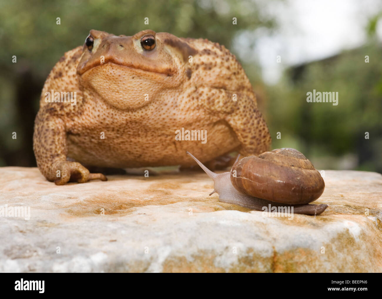 Common Toad encounters a Garden Snail Stock Photo - Alamy