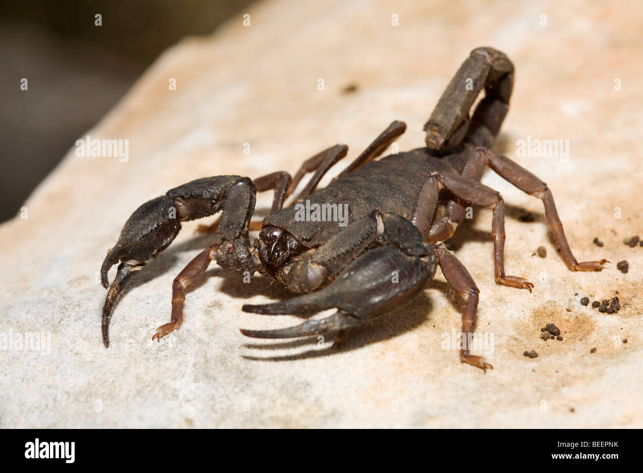 Large scorpion hi-res stock photography and images - Alamy