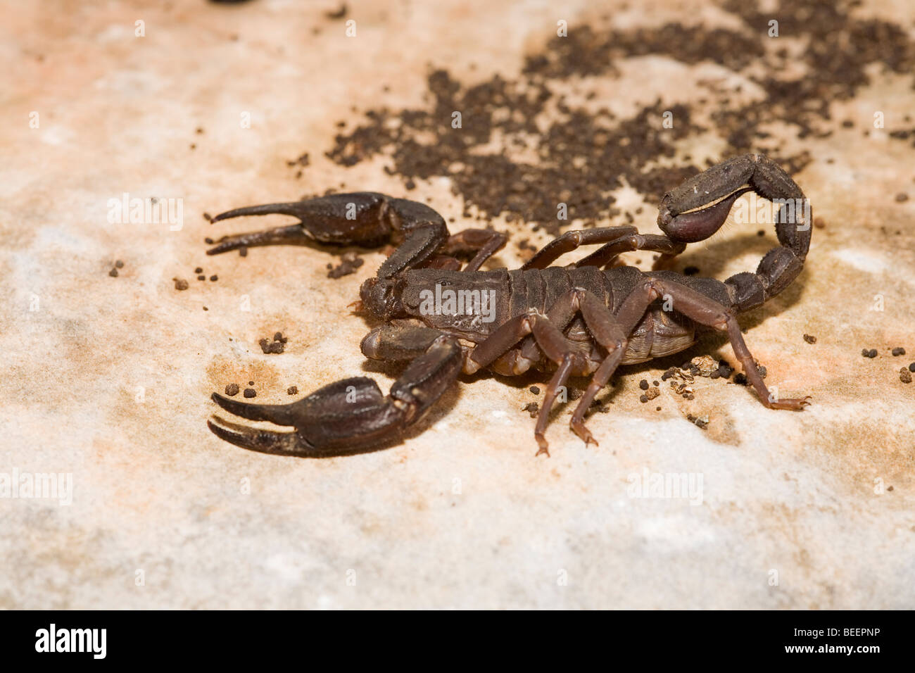 Large scorpion hi-res stock photography and images - Alamy