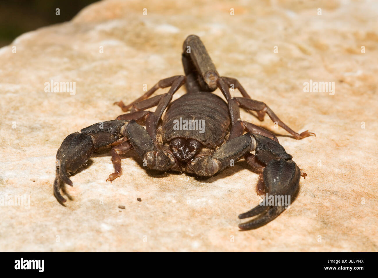 Large scorpion hi-res stock photography and images - Alamy