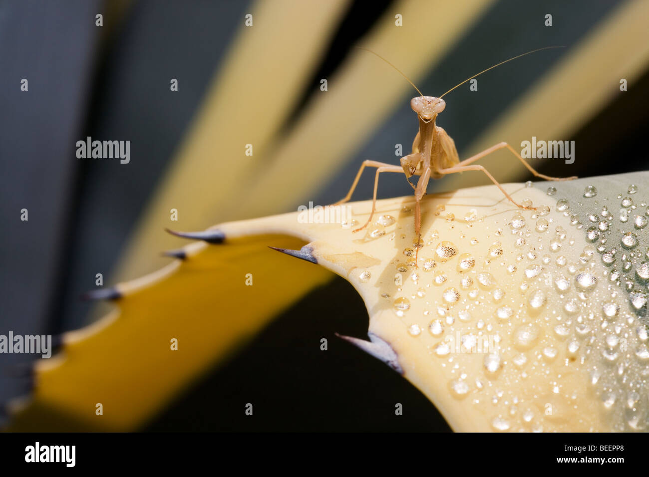 Praying Mantis in Greece Stock Photo - Alamy