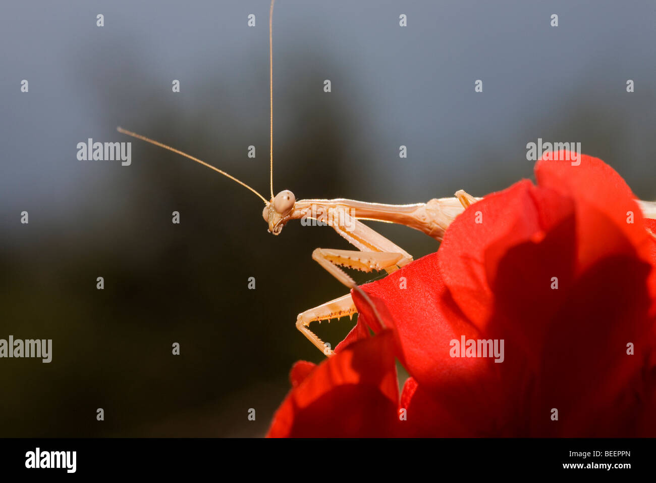 Portrait of a Praying Mantis Stock Photo - Alamy