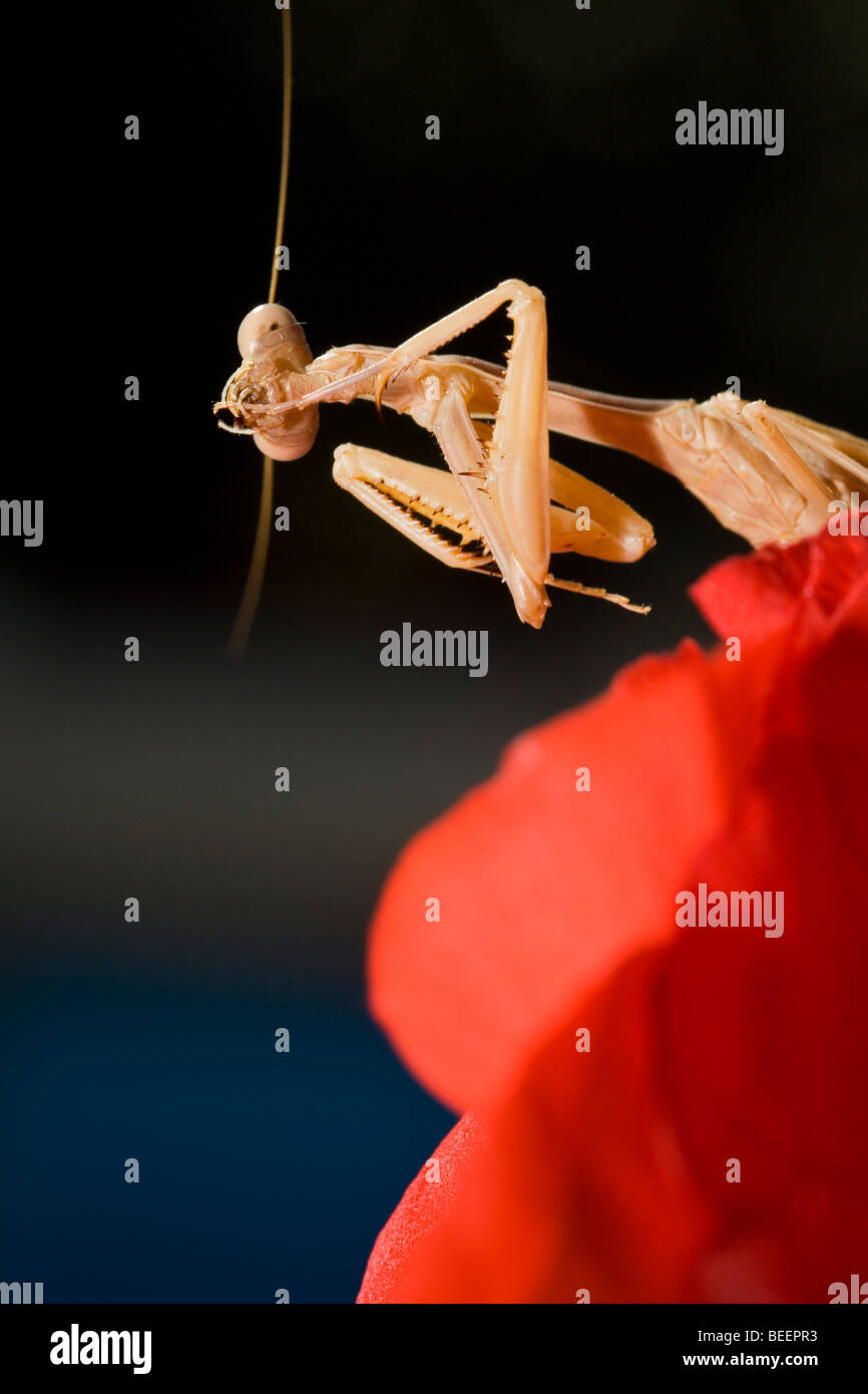 Greek praying mantis hi-res stock photography and images - Alamy