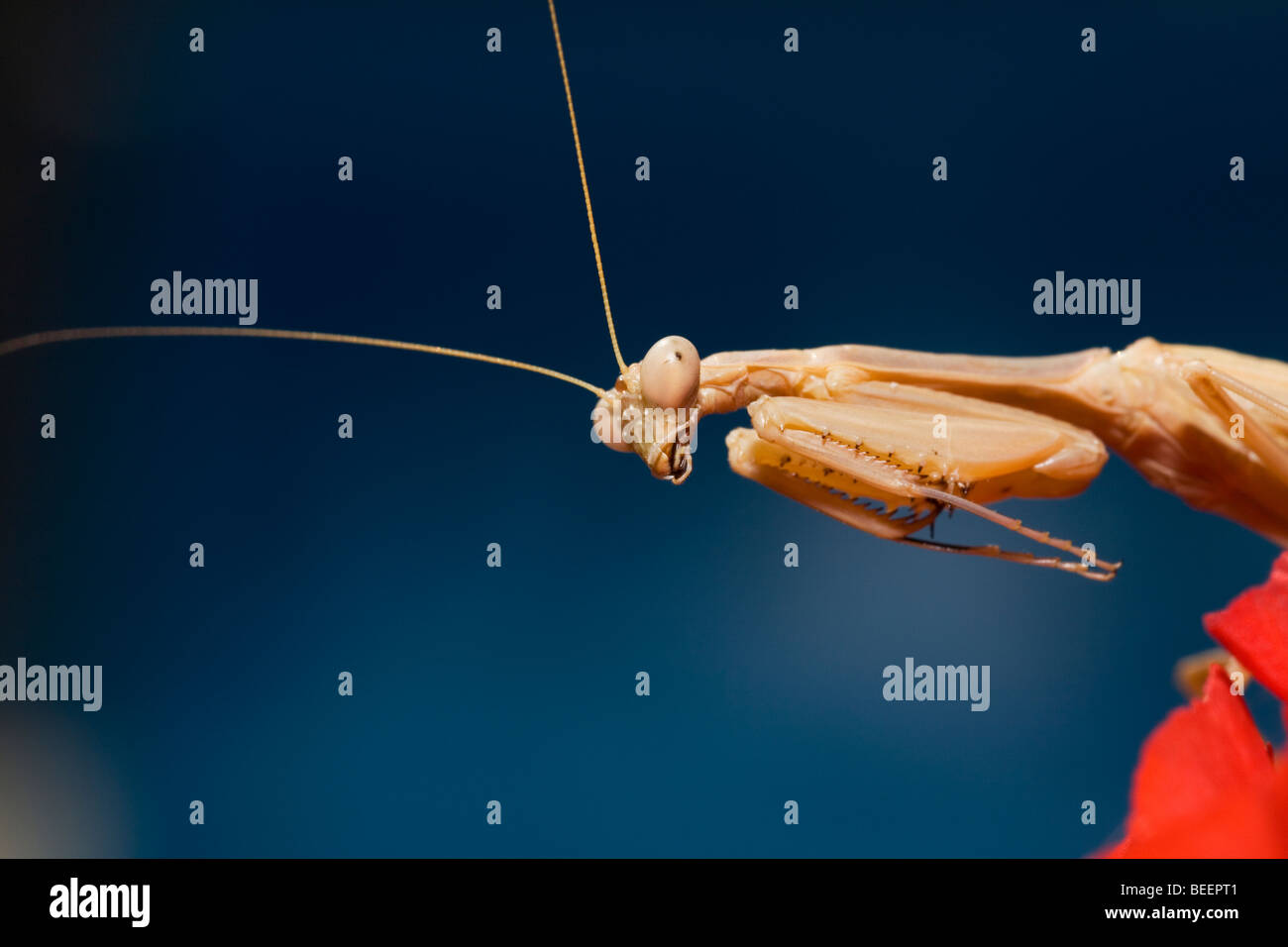 Greek praying mantis hi-res stock photography and images - Alamy