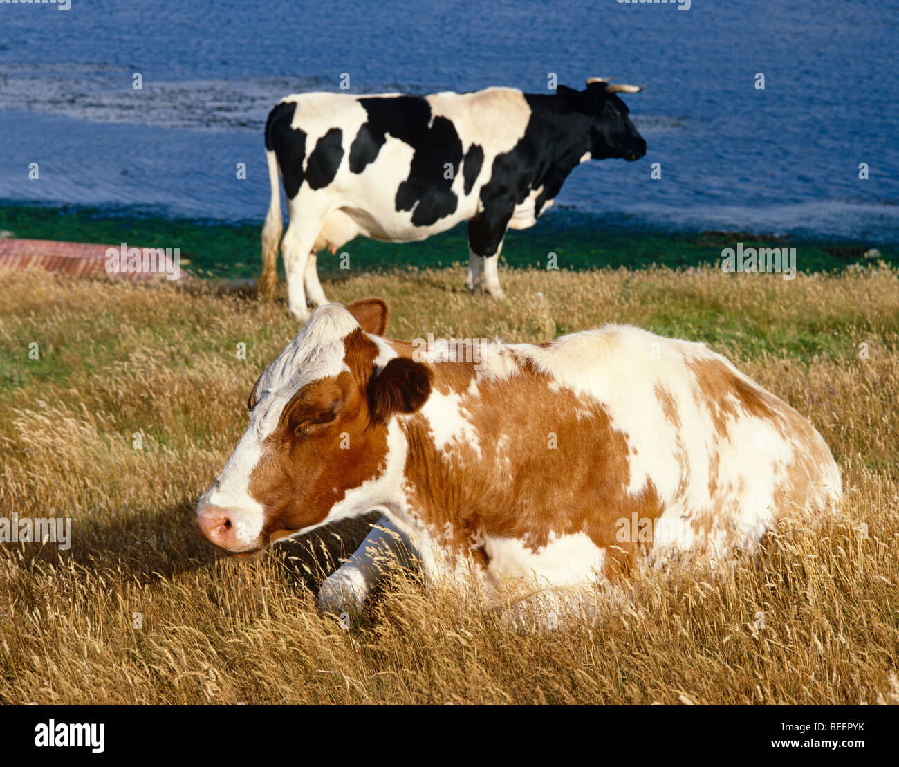 Two sea cows hi-res stock photography and images - Alamy