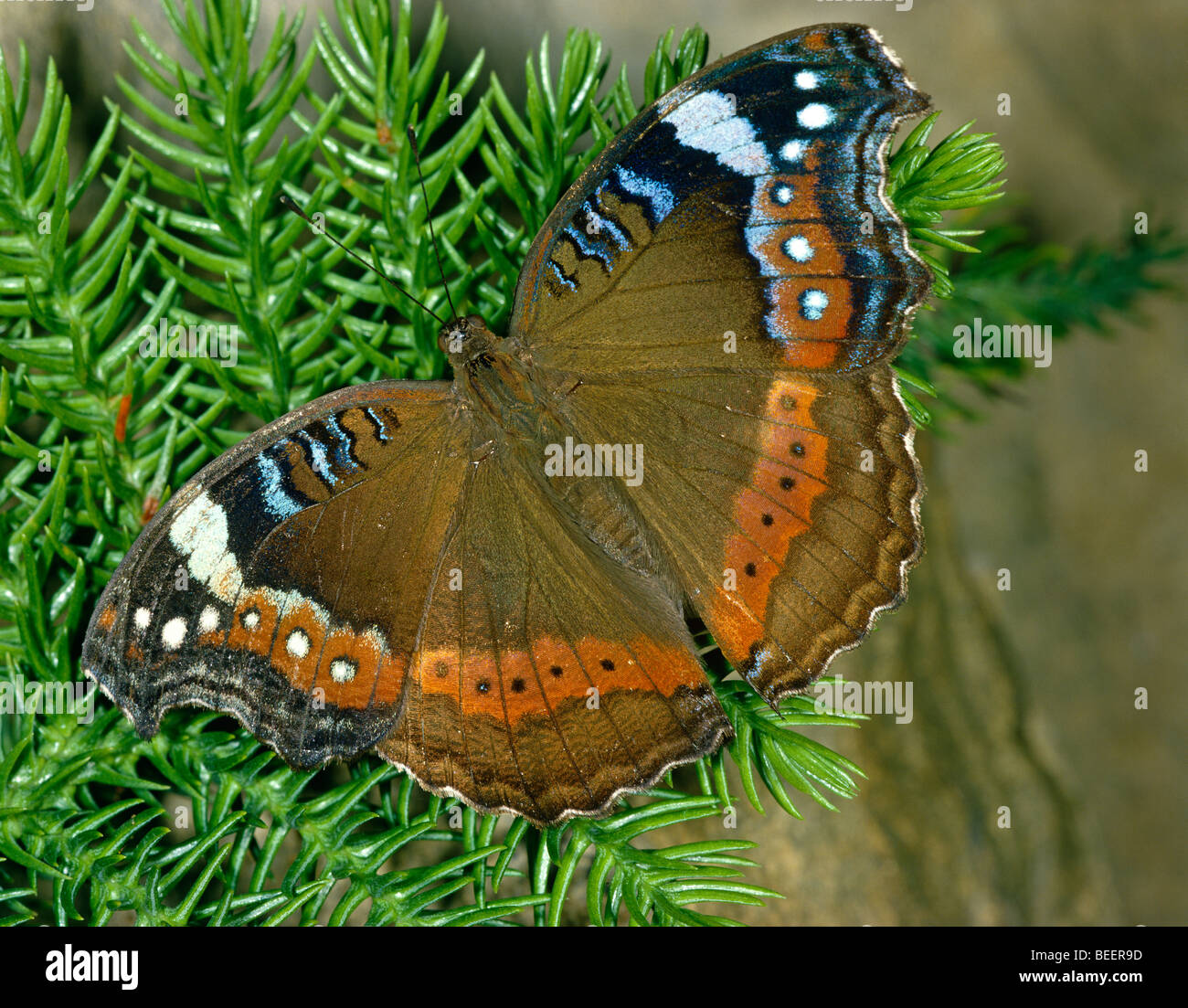 Precis butterfly hi-res stock photography and images - Alamy