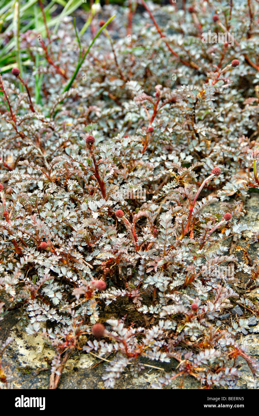 Acaena High Resolution Stock Photography and Images - Alamy