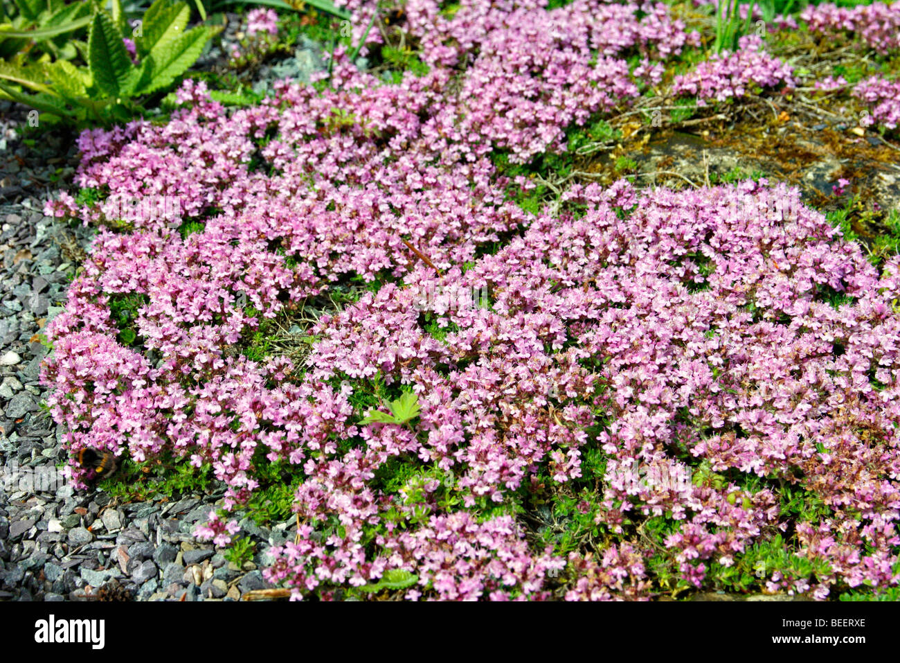 Doerfleri High Resolution Stock Photography and Images - Alamy