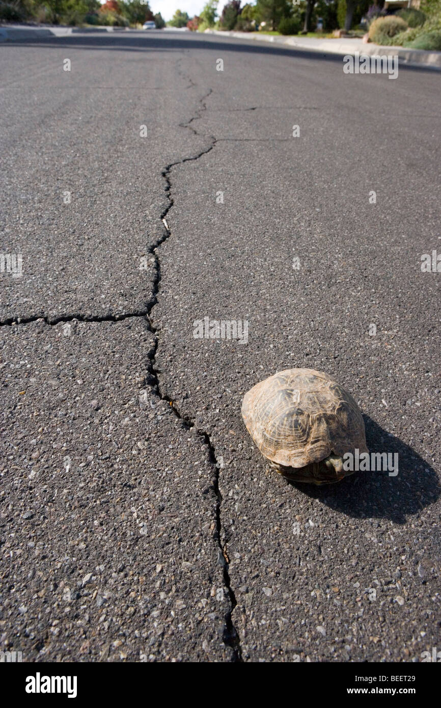 Turtle hiding in shell hi-res stock photography and images - Alamy