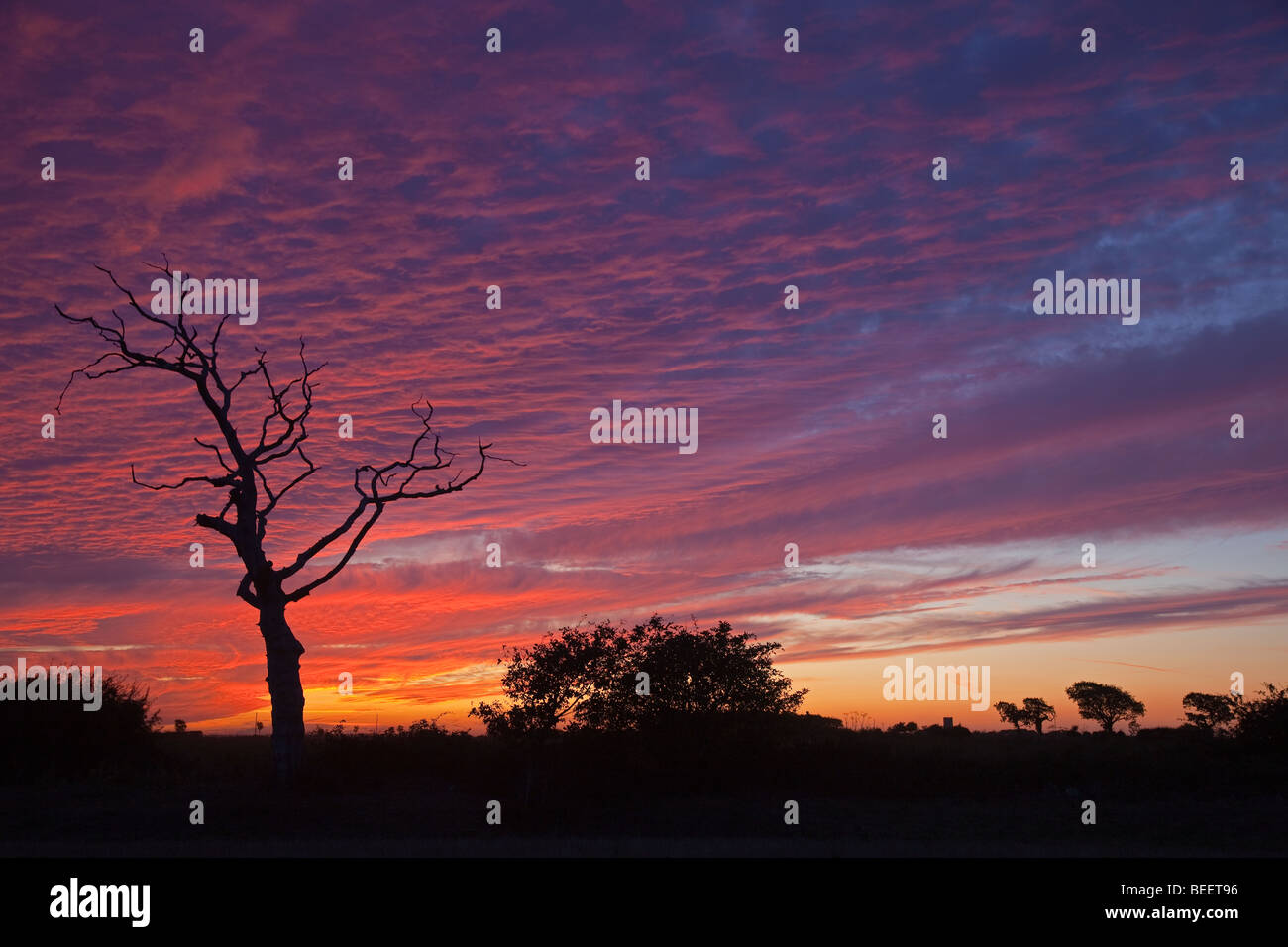 Coastal sunset tree silhouettes hi-res stock photography and images - Alamy