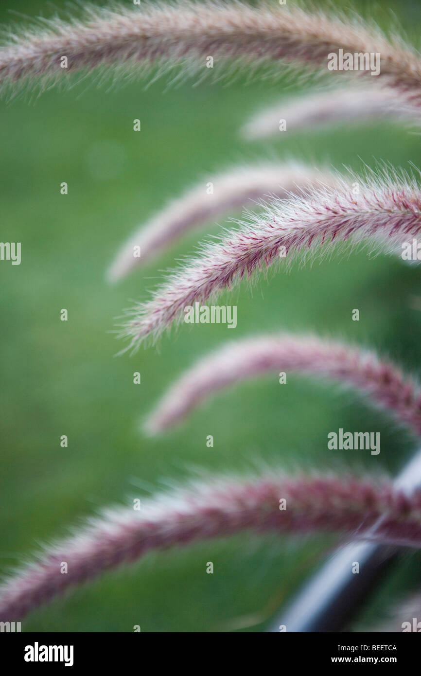 Palm grass hi-res stock photography and images - Alamy