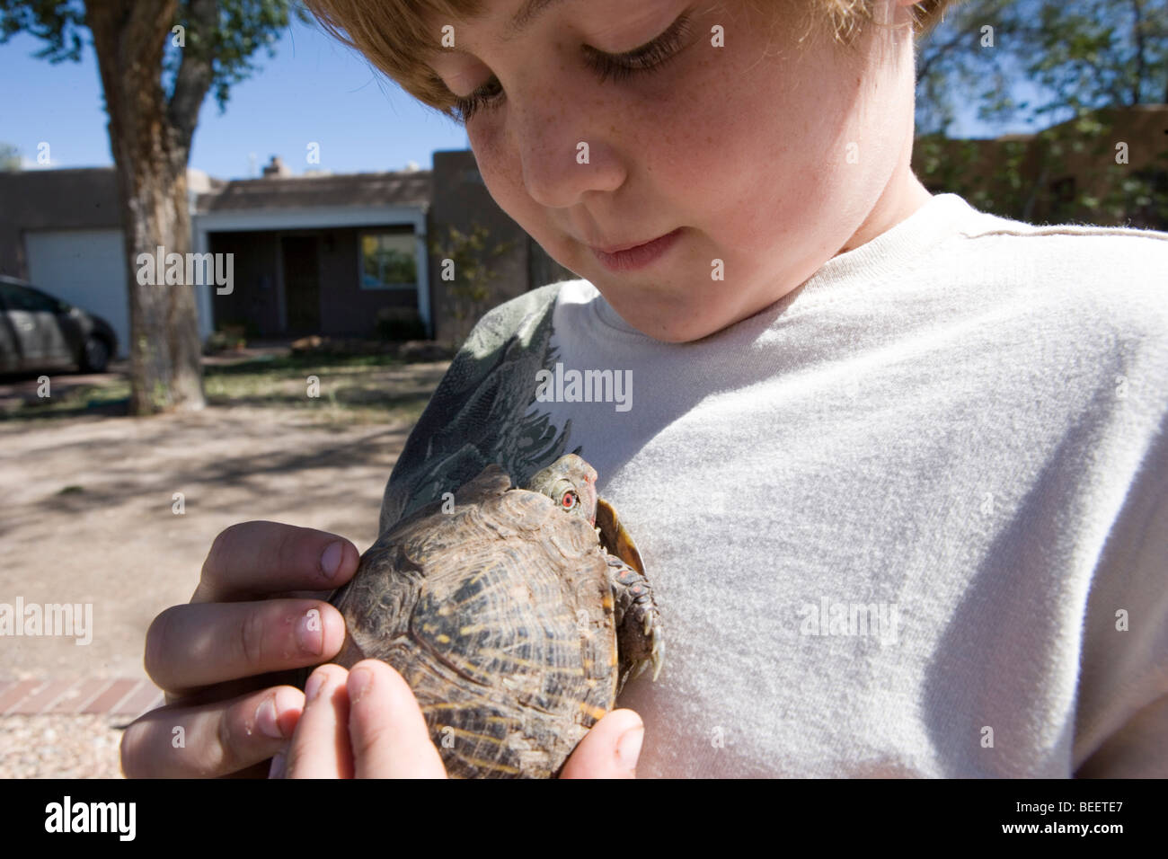 child holding a box turtle, face to face Stock Photo - Alamy