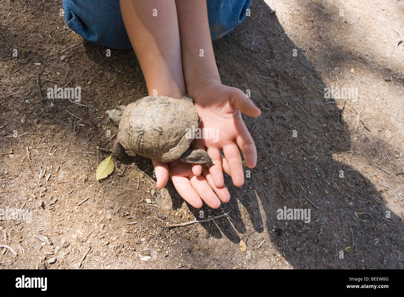 box turtle walking across a child's hands Stock Photo - Alamy