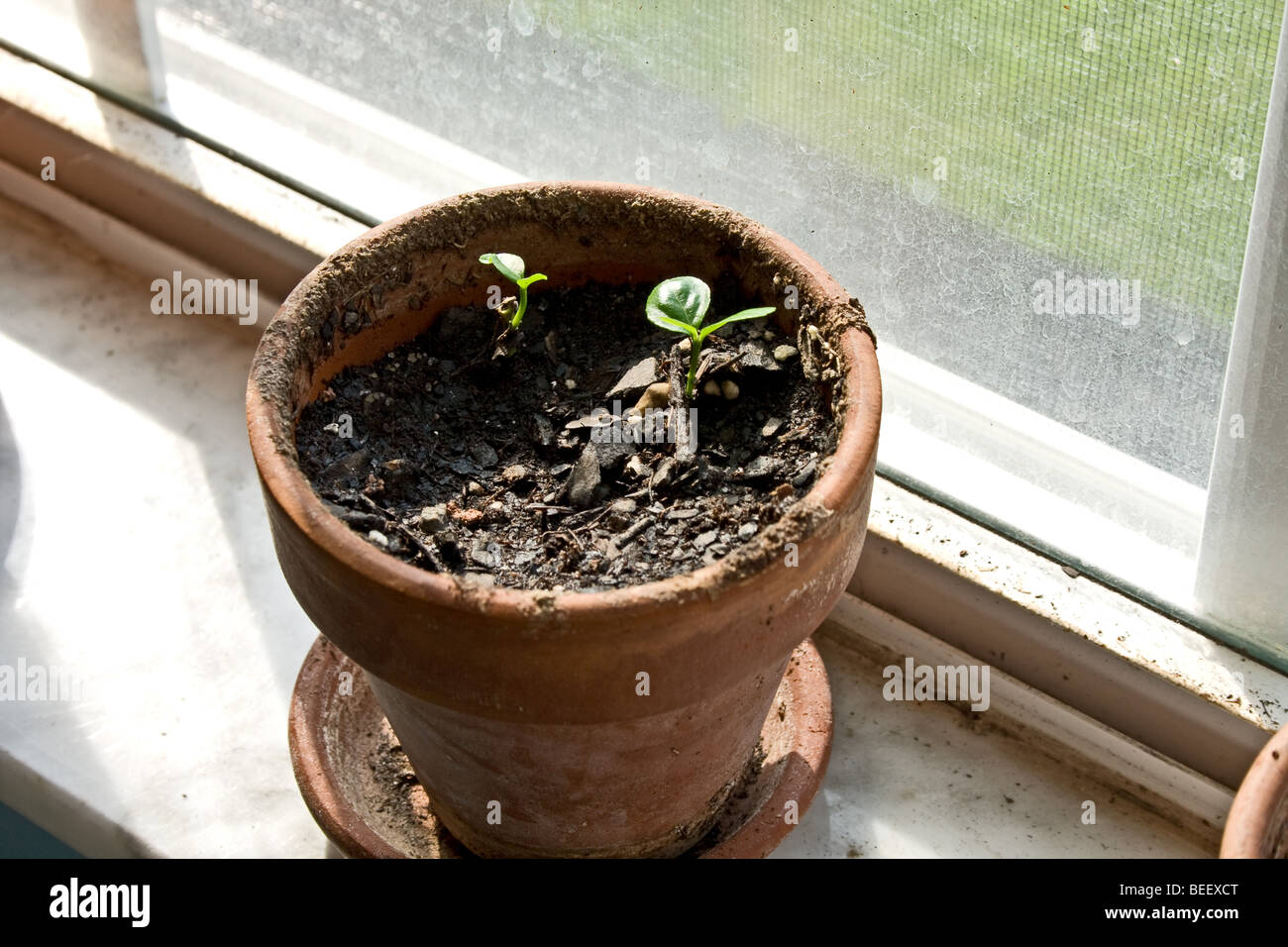 Seedling getting sunshine in a window Stock Photo - Alamy