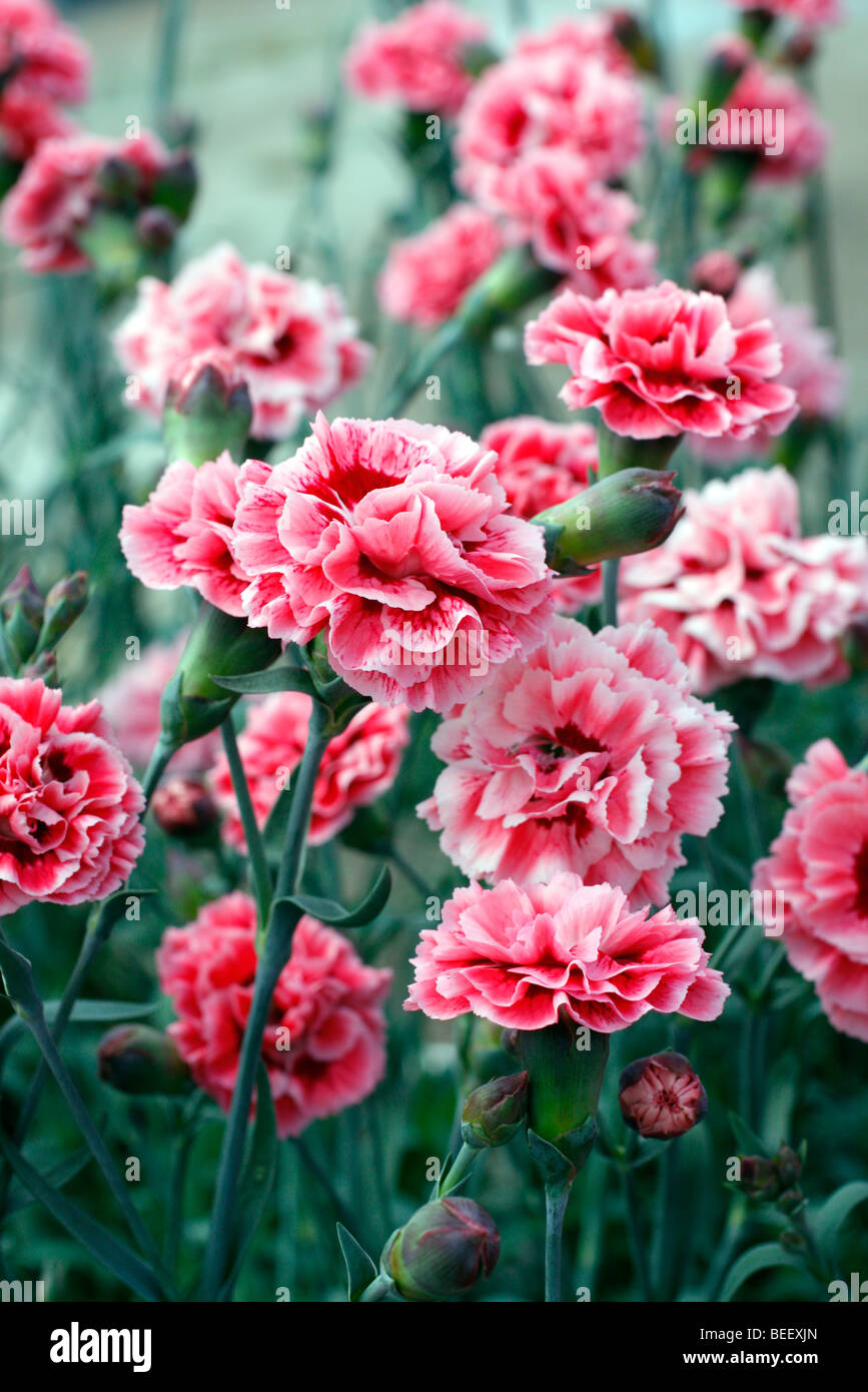 Dianthus sugar plum hi-res stock photography and images - Alamy