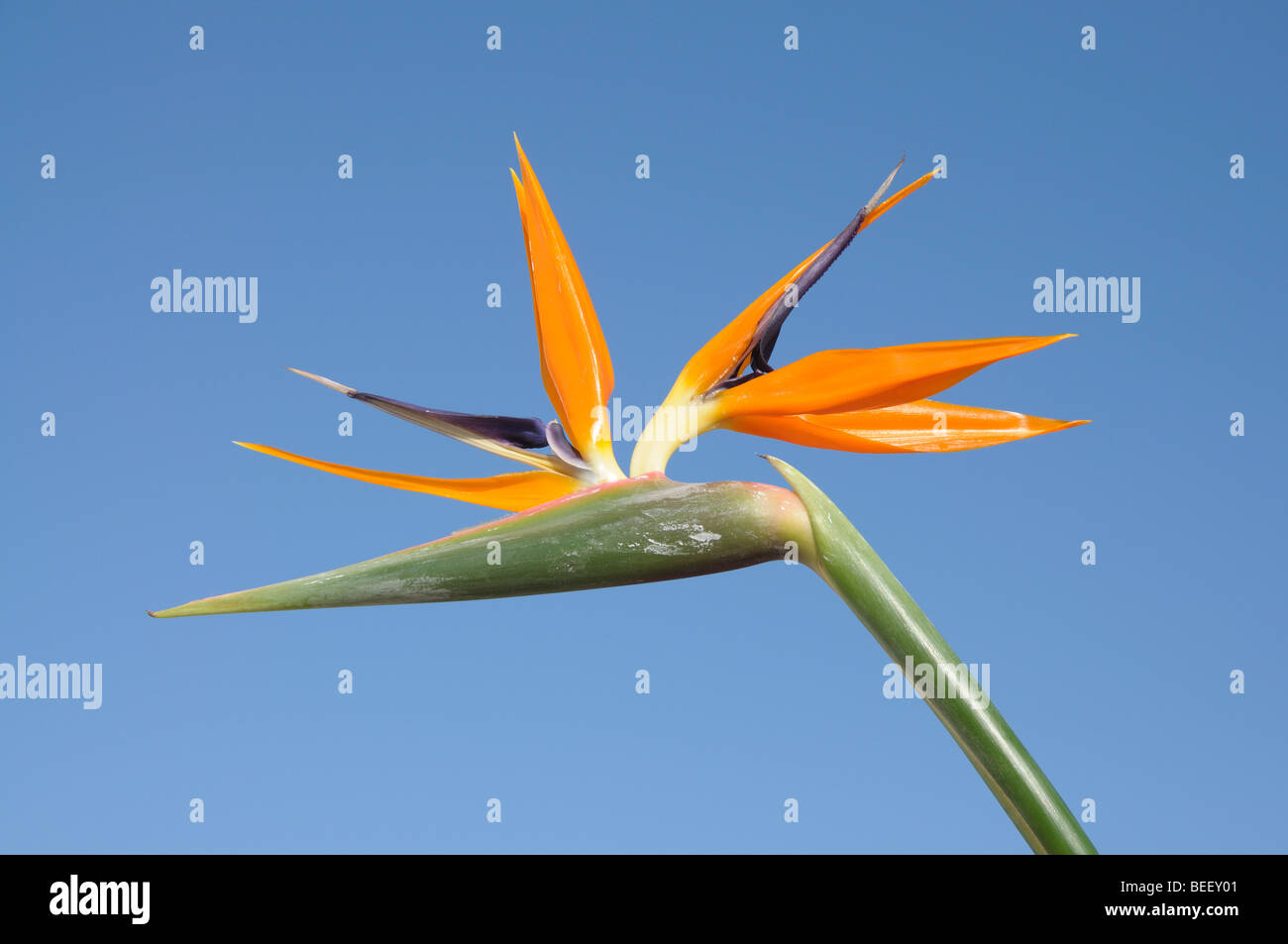 Flora plant strelitzia hi-res stock photography and images - Alamy