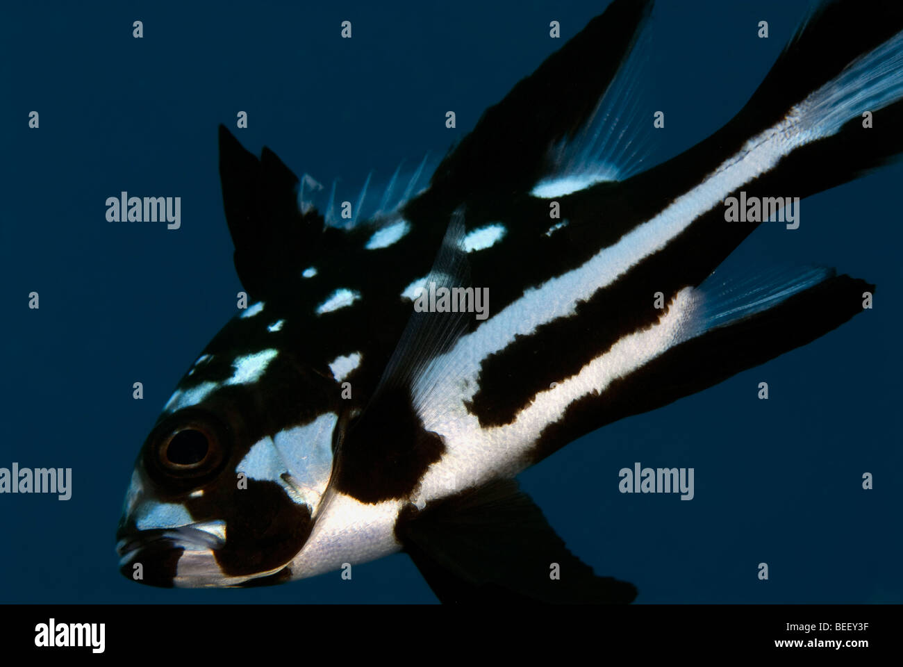 Snappers lutjanidae hi-res stock photography and images - Alamy