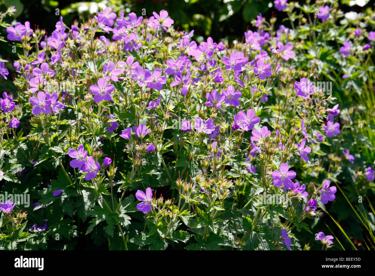 Geranium sylvaticum 'Mayflower' AGM Stock Photo - Alamy