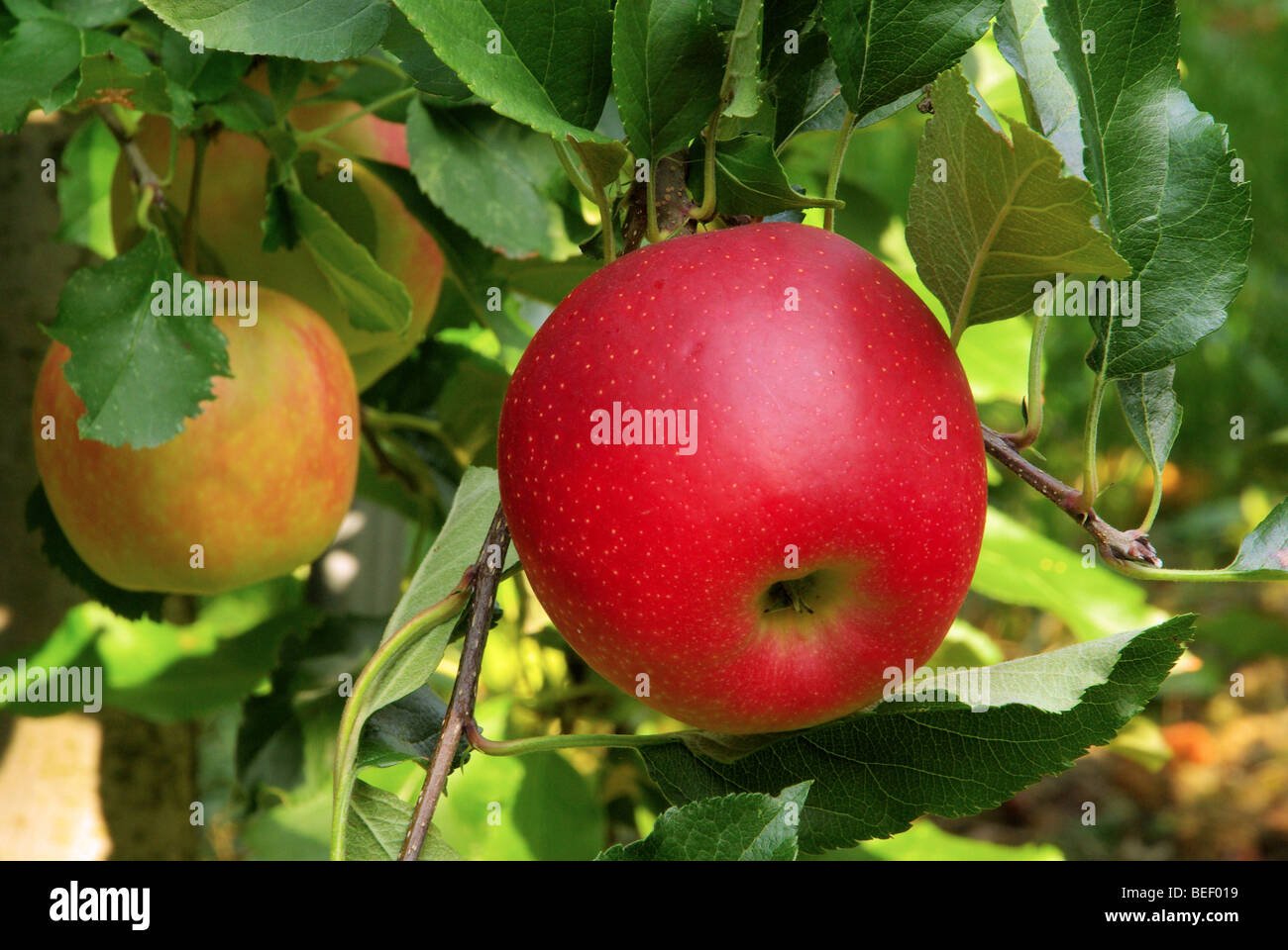 Pfel am apfelbaum hi-res stock photography and images - Alamy