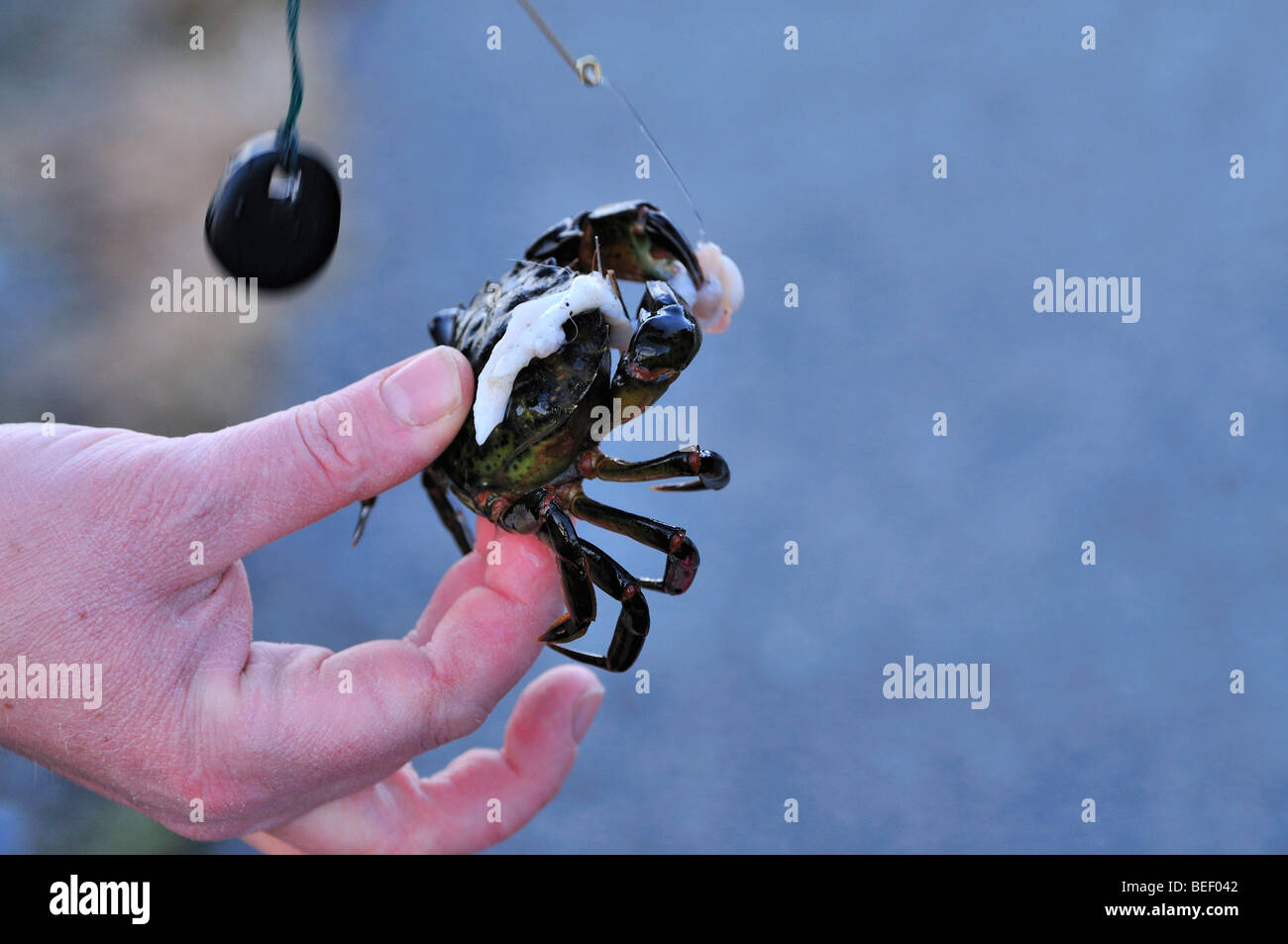 Baby crab , hand held ,eating the bate Stock Photo - Alamy