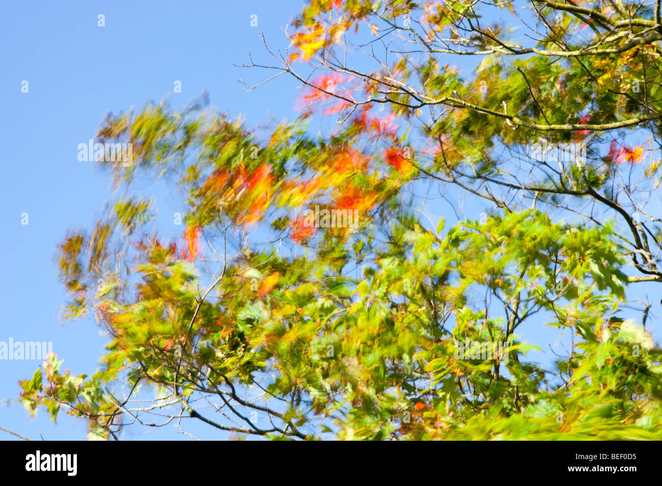 Tree branches blowing in wind hi-res stock photography and images - Alamy