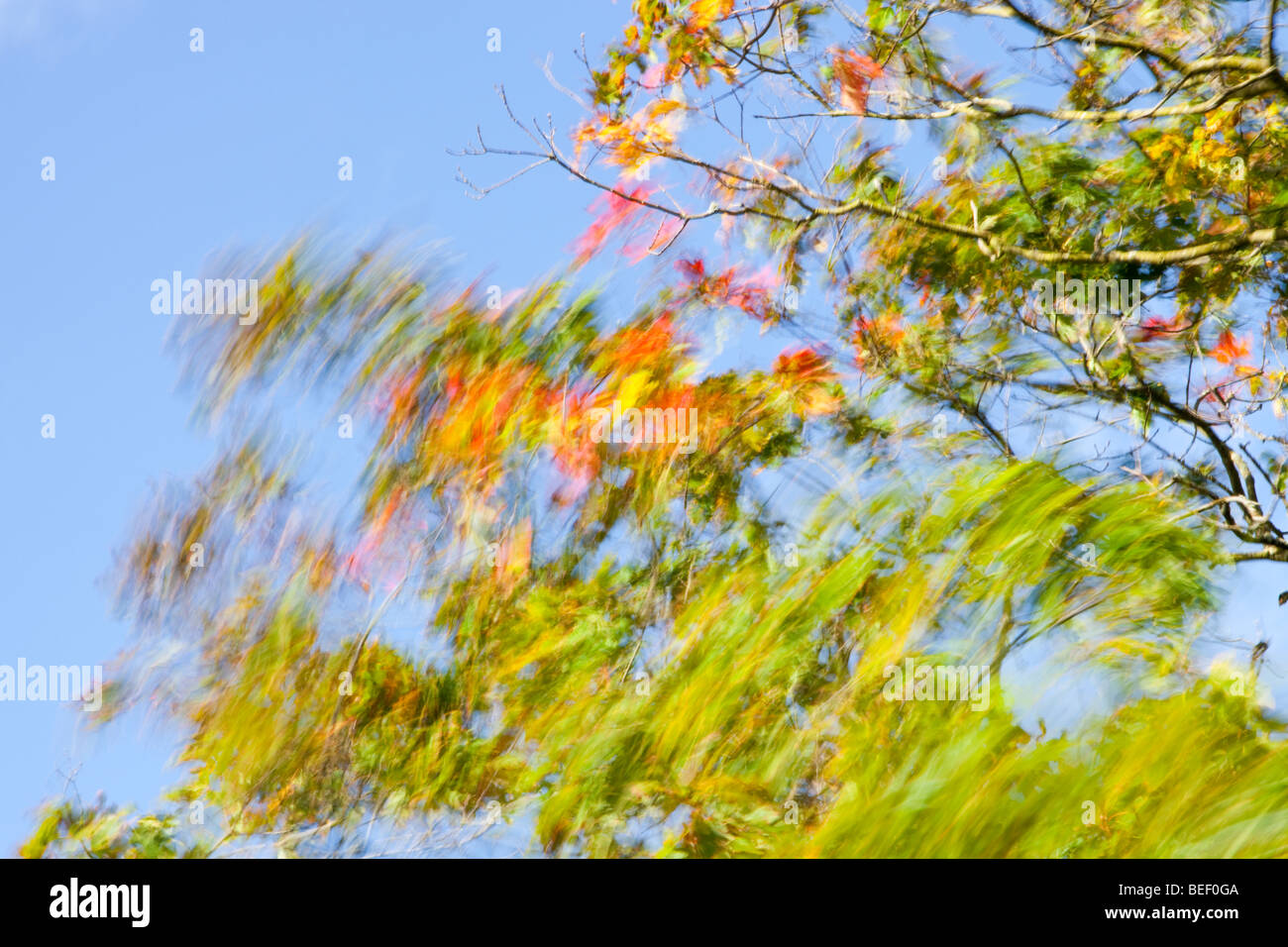 Windy tree canopy hi-res stock photography and images - Alamy