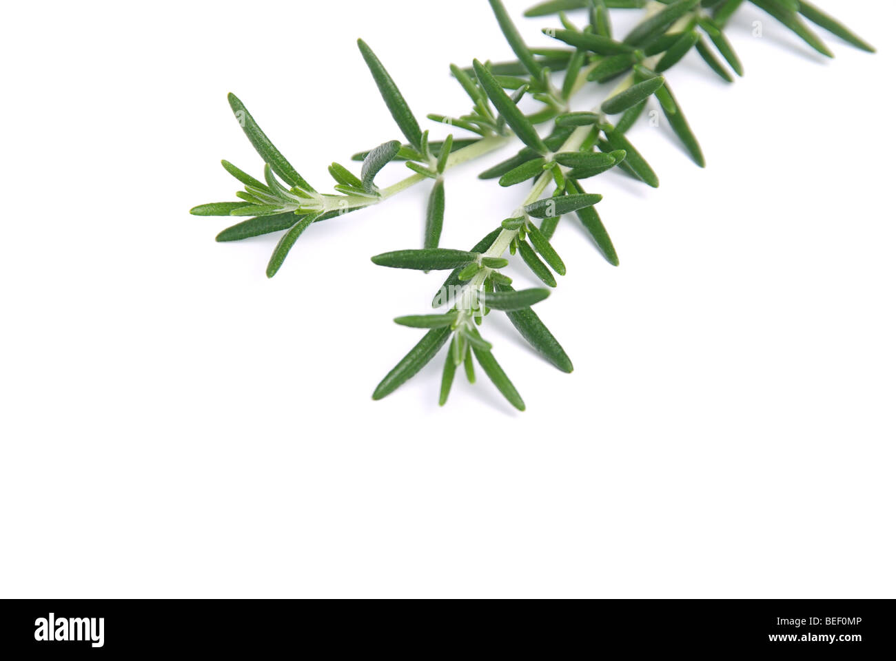 Rosmarin - Rosemary 07 Stock Photo - Alamy