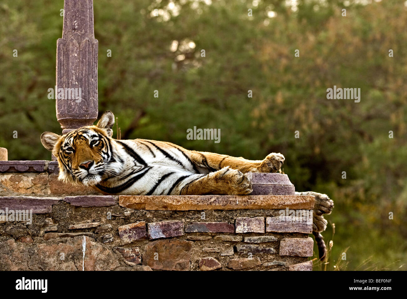Tiger india temple hi-res stock photography and images - Alamy