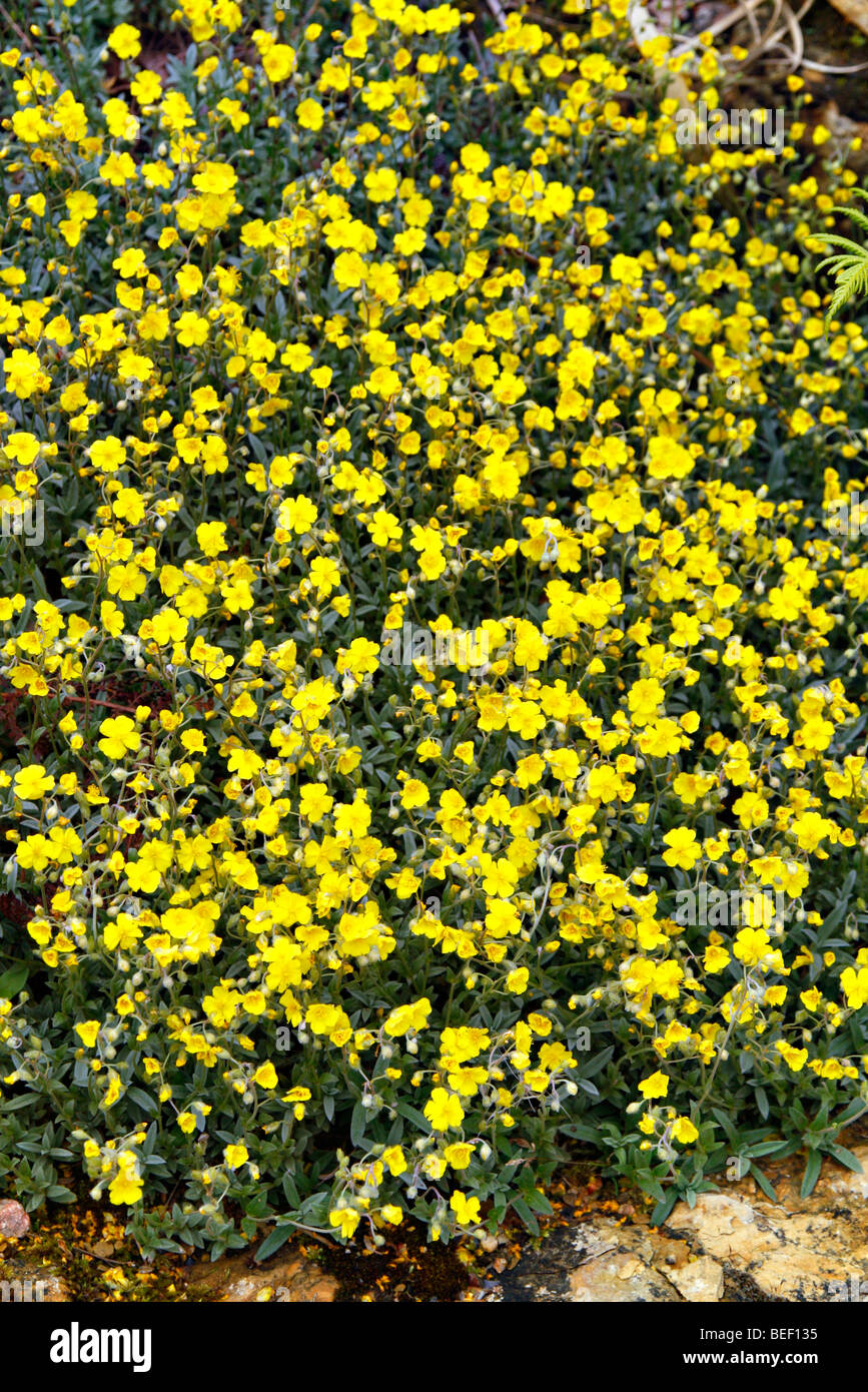 Yellow Rock Rose High Resolution Stock Photography and Images - Alamy