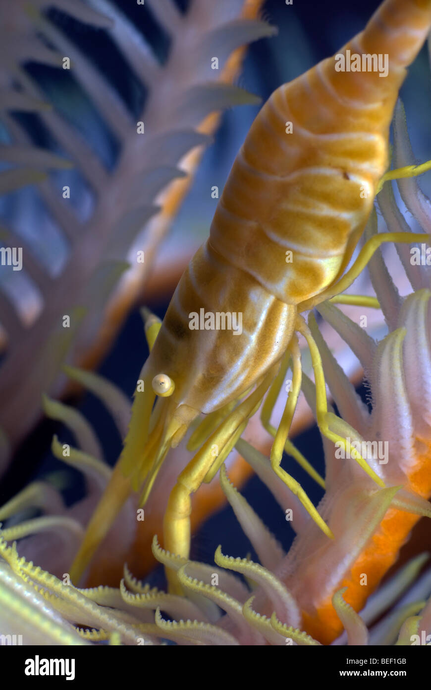 Shrimp inside a featherstar under water Stock Photo - Alamy