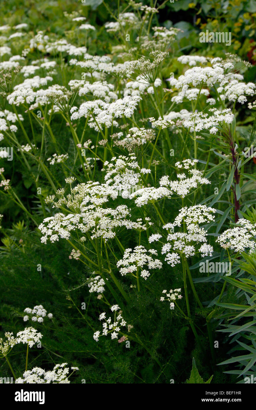 Meum High Resolution Stock Photography and Images - Alamy