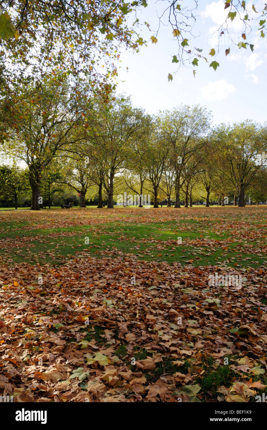 London plane tree leaves hi-res stock photography and images - Alamy