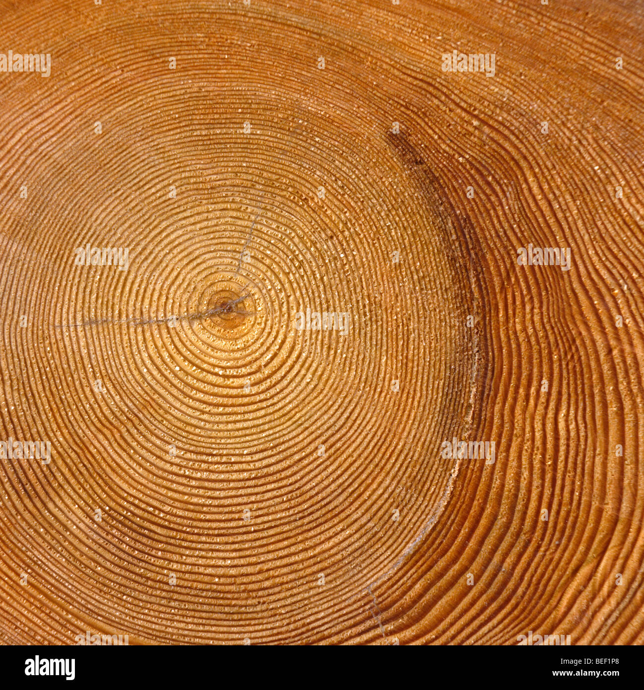 Annual rings of tree Stock Photo - Alamy